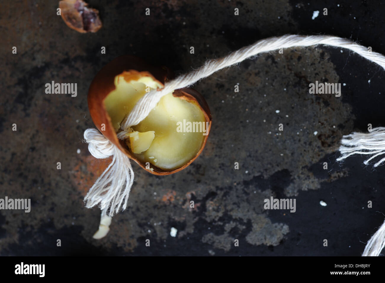 Round conkers hi-res stock photography and images - Alamy