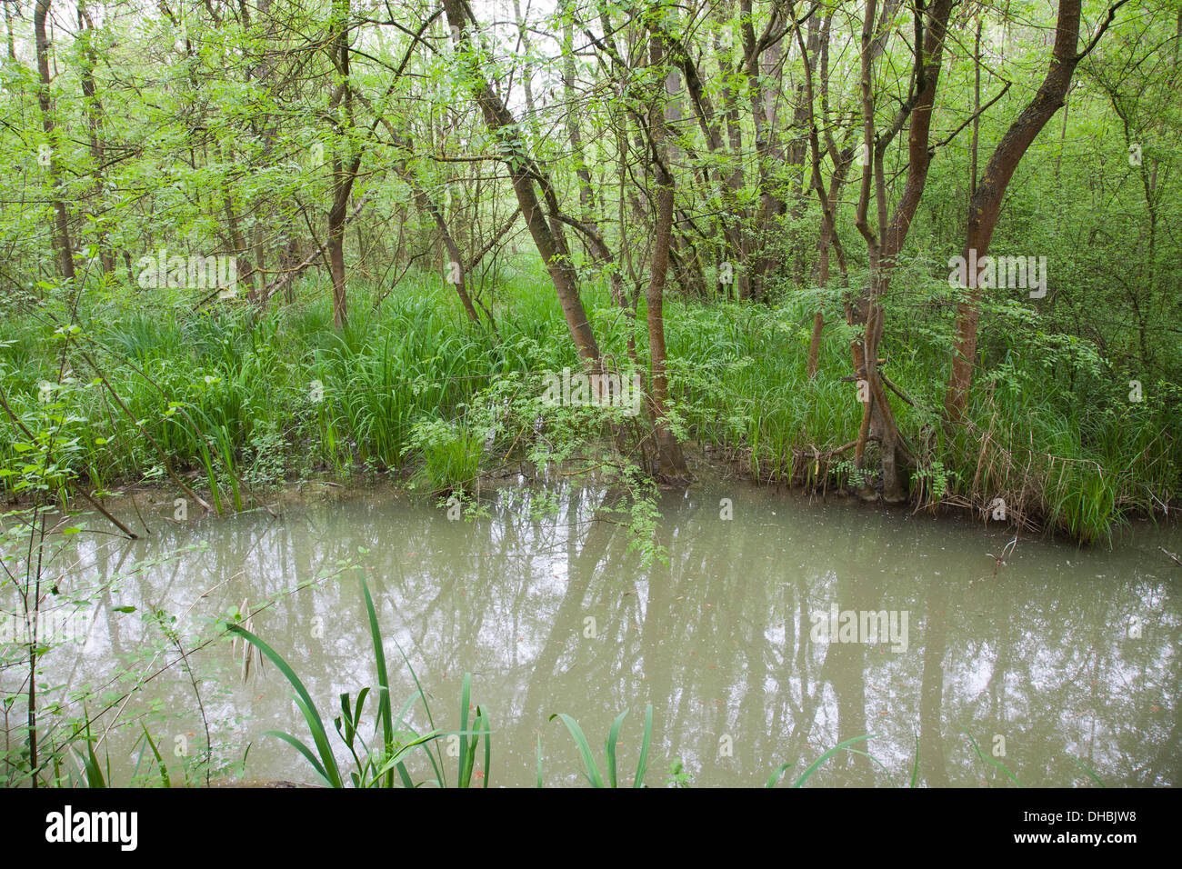 flooded forest of punte alberete, comacchio, ferrara province, po river ...