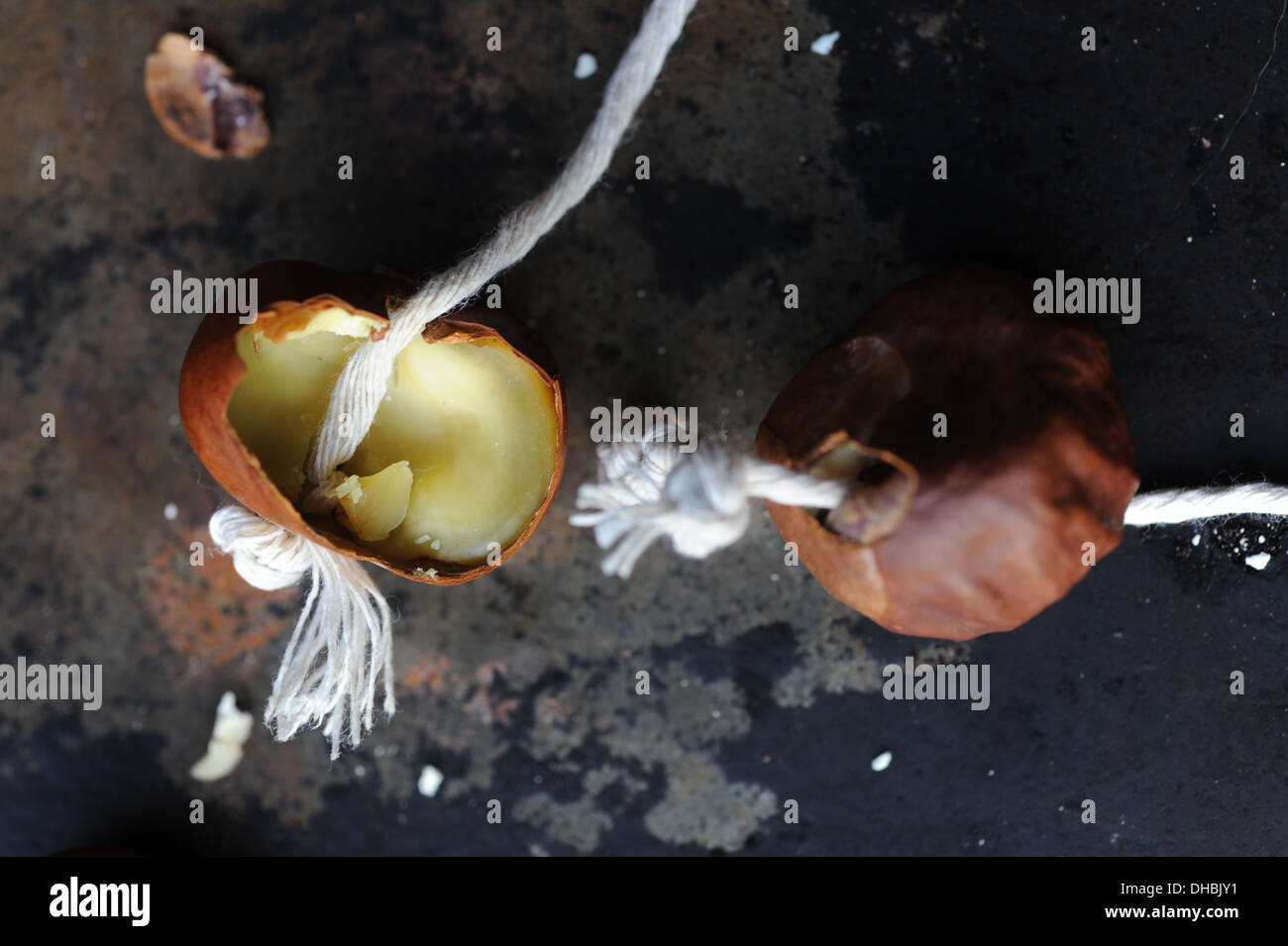 Conker battle hi-res stock photography and images - Alamy