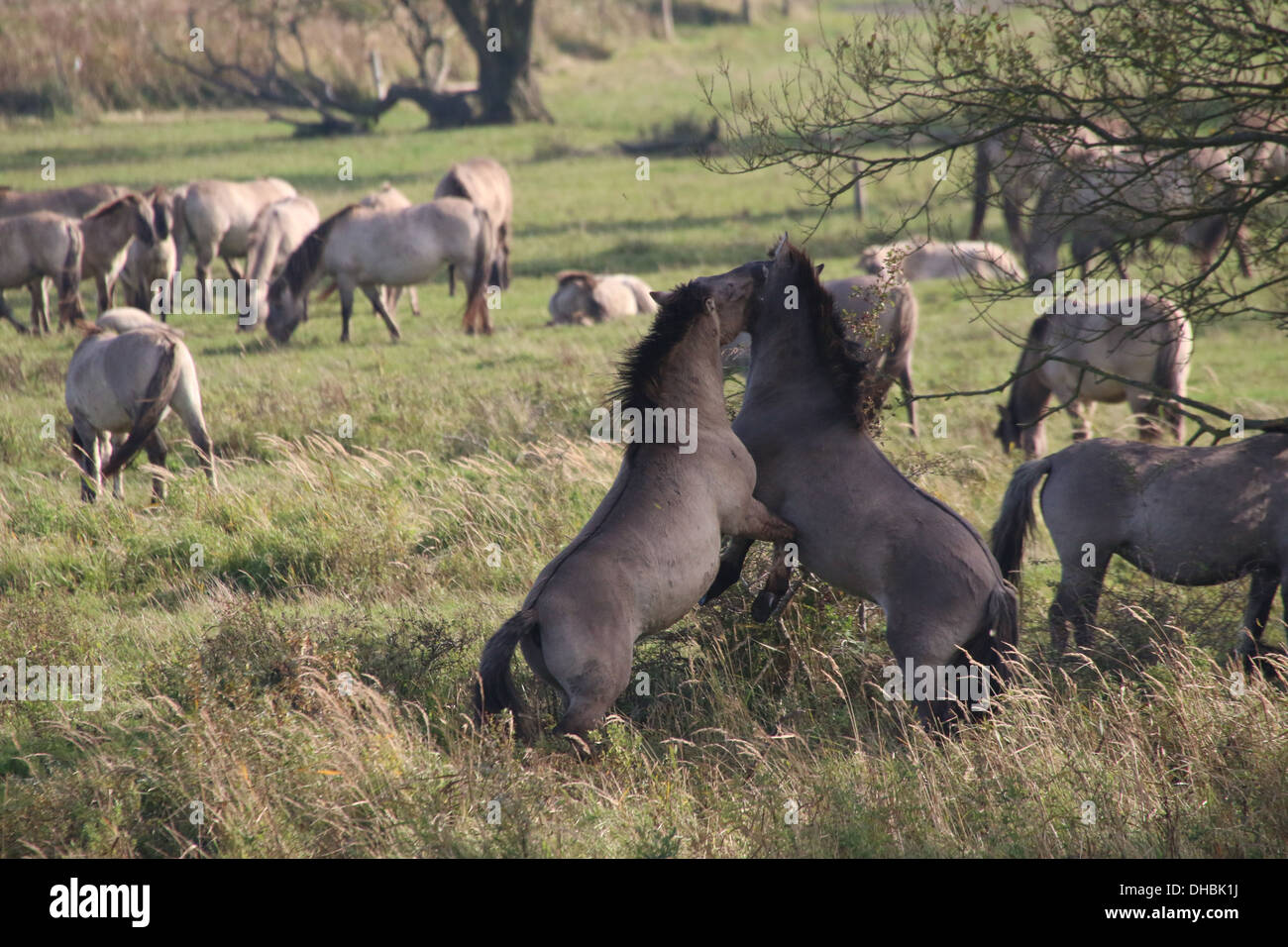 Rearing and fighting male Polish primitive horses a.k.a. Konik Horses ...