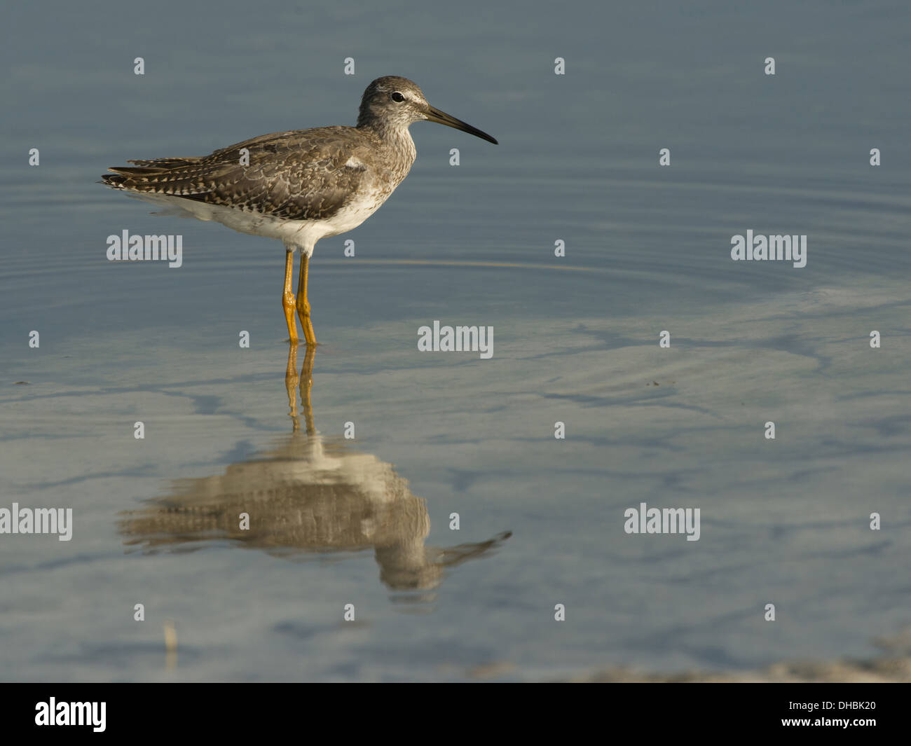 Spotted redshanks bird hi-res stock photography and images - Alamy