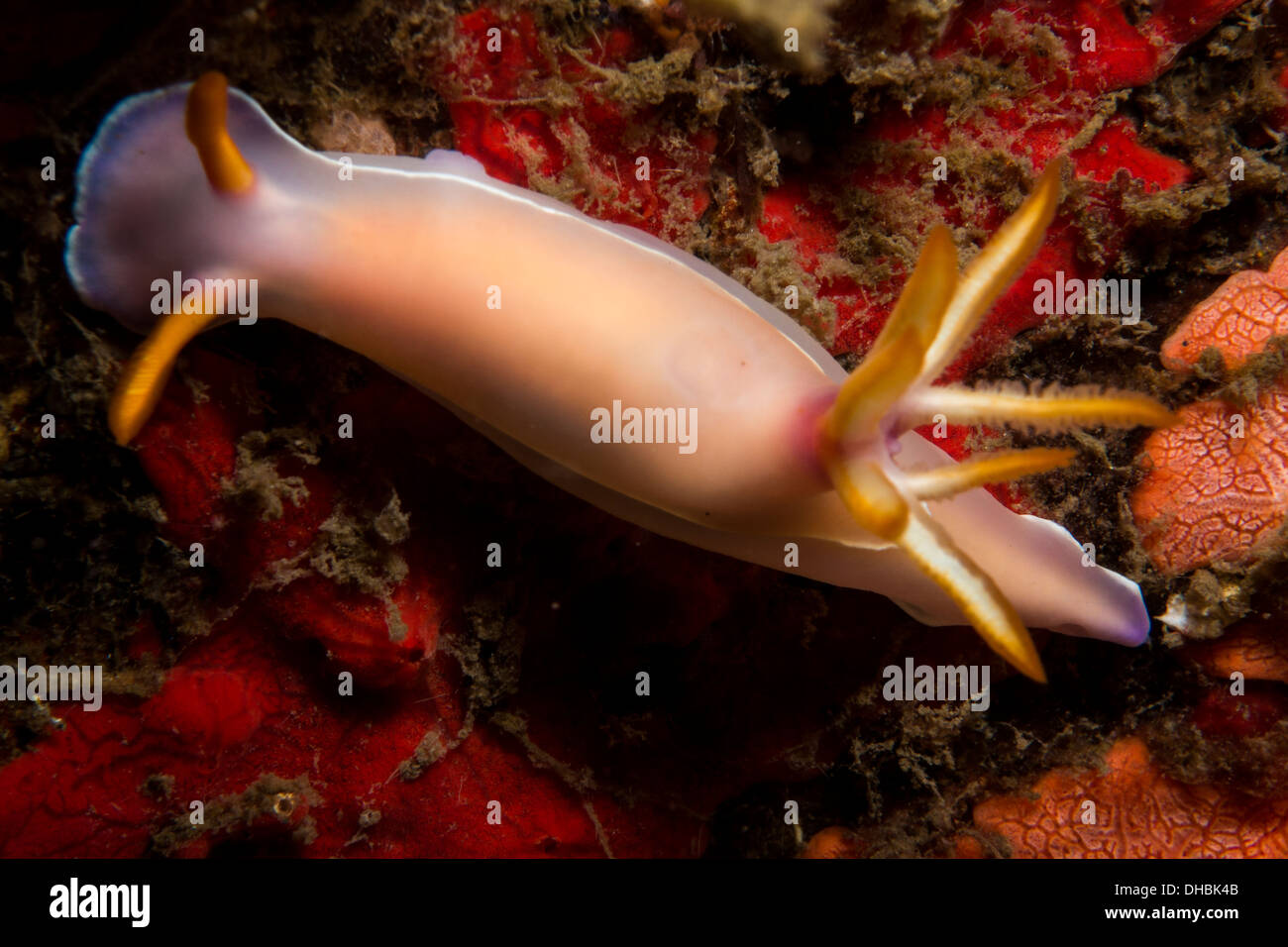 underwater, indonesia, komodo, nudibranch, marine life, sea life, ocean ...