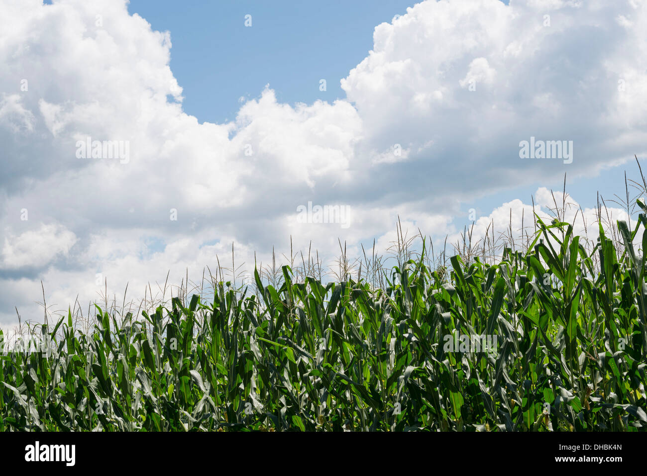 Corn field tall plants hi-res stock photography and images - Alamy