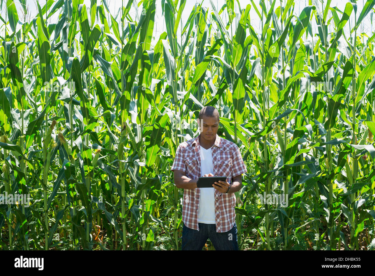 Maize crop hi-res stock photography and images - Alamy