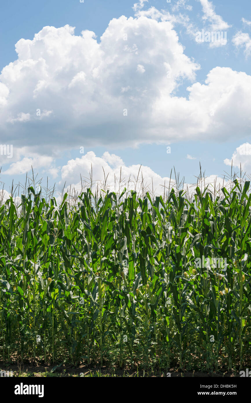 Tall plants in a field, maize corn growing Stock Photo - Alamy