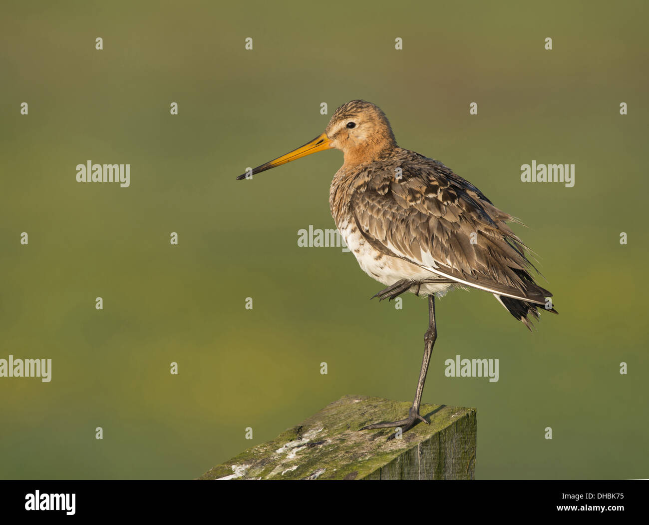 Young Black-tailed Godwit Black-tailed Godwits godwit godwits meadows ...
