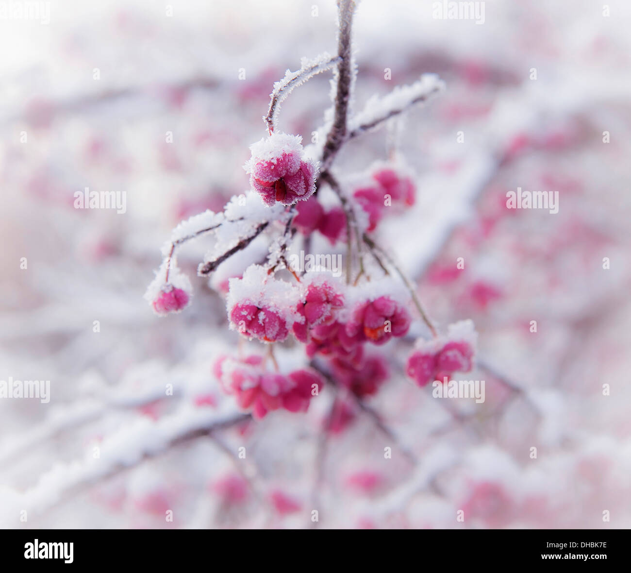 Pink spindle tree euonymus europaeus hi-res stock photography and ...