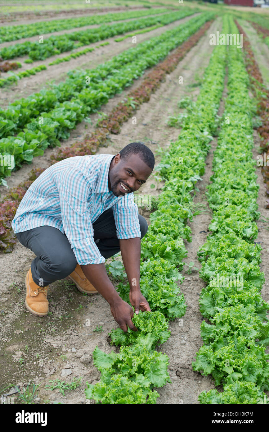 Planting fields new york hi-res stock photography and images - Alamy