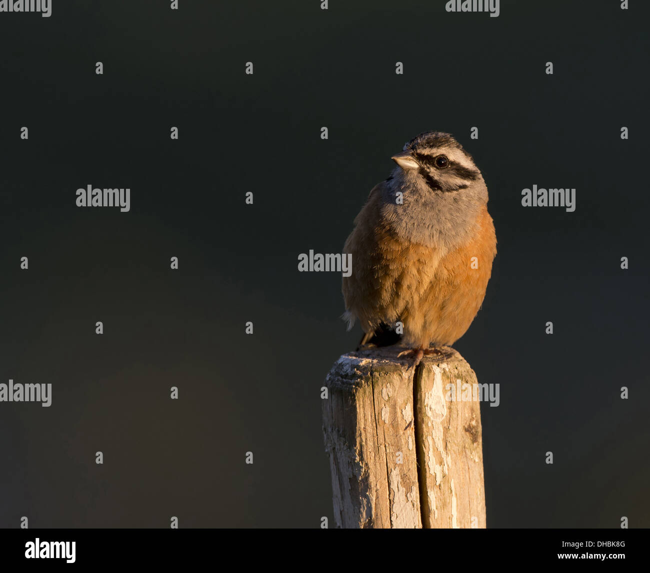 Rock Bunting resting, Emberiza cia, Southern Europe, Europe Stock Photo ...