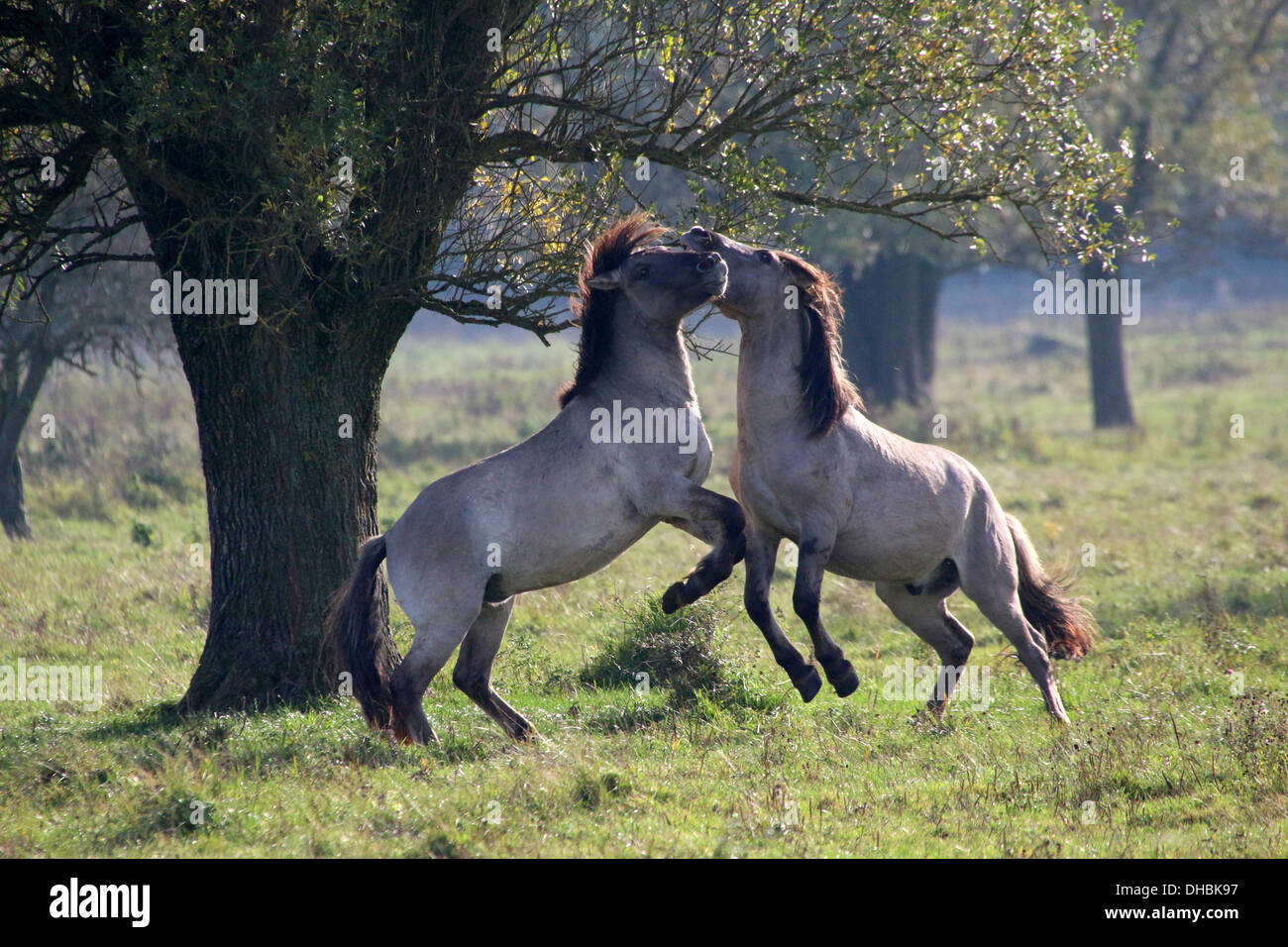 Rearing and fighting male Polish primitive horses a.k.a. Konik Horses ...
