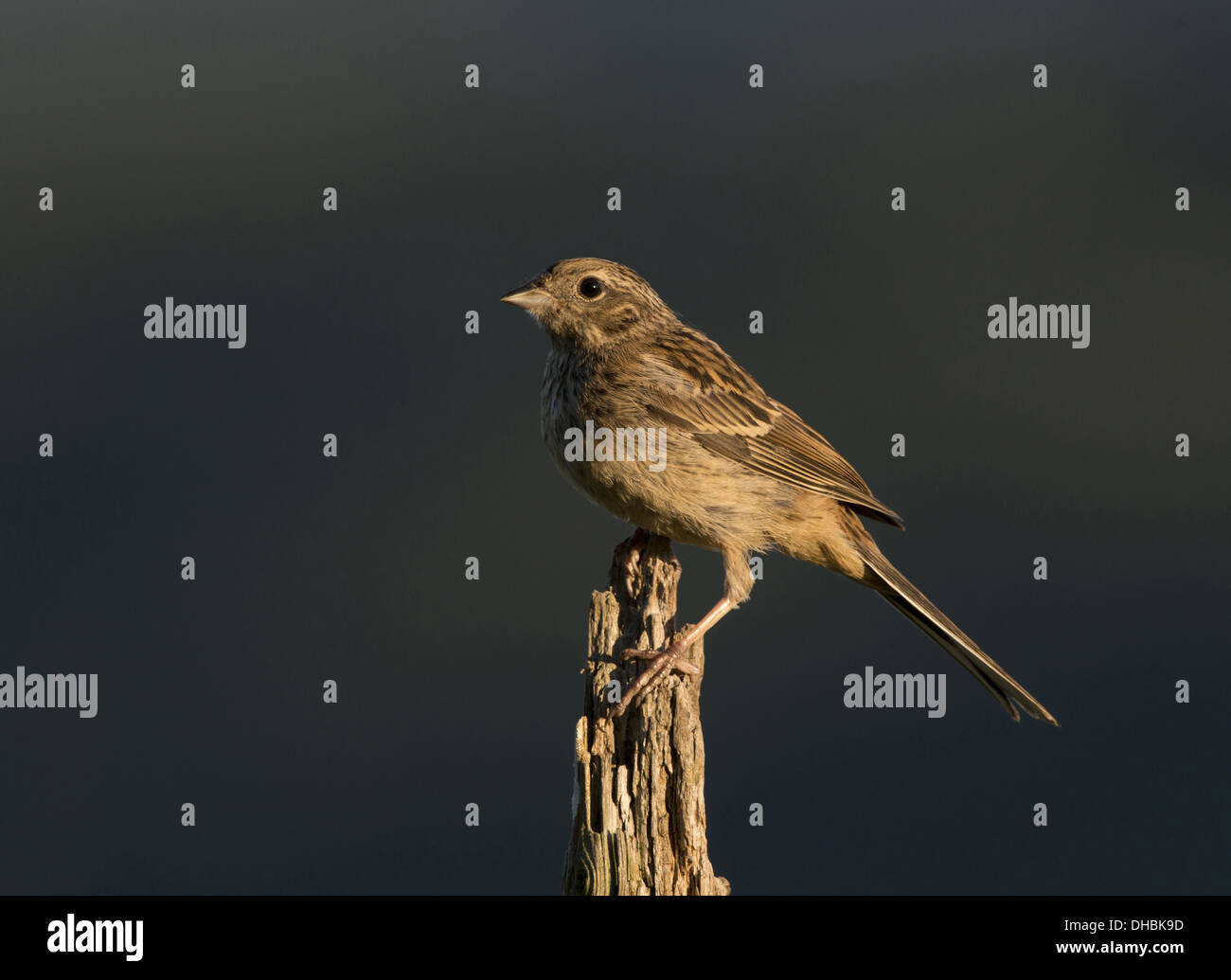 Rock bunting hi-res stock photography and images - Alamy
