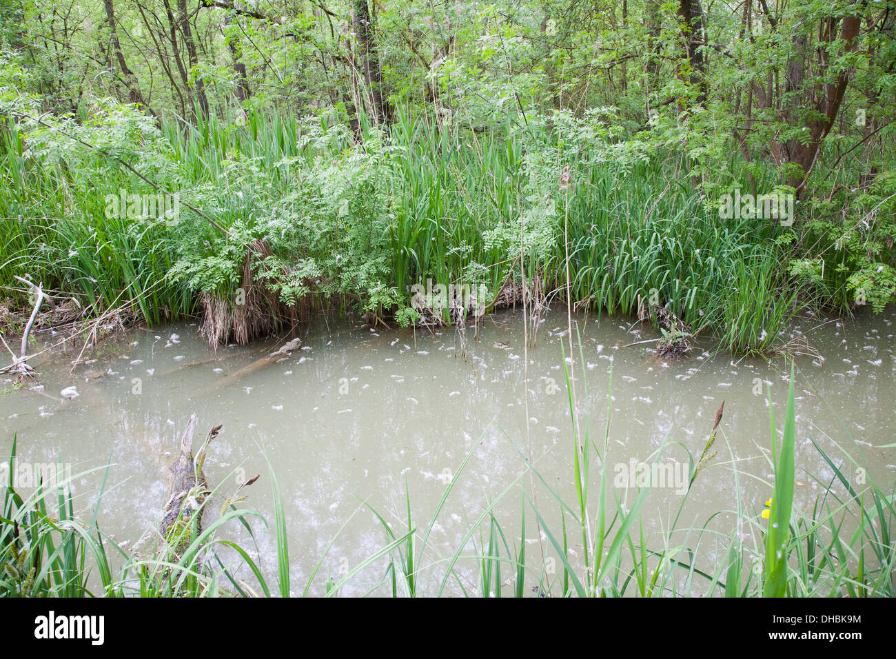 flooded forest of punte alberete, comacchio, ferrara province, po river ...