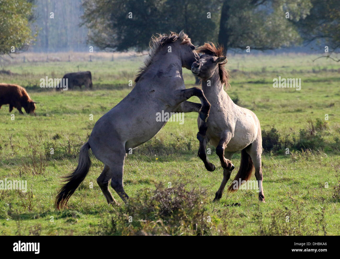 Rearing and fighting male Polish primitive horses a.k.a. Konik Horses ...