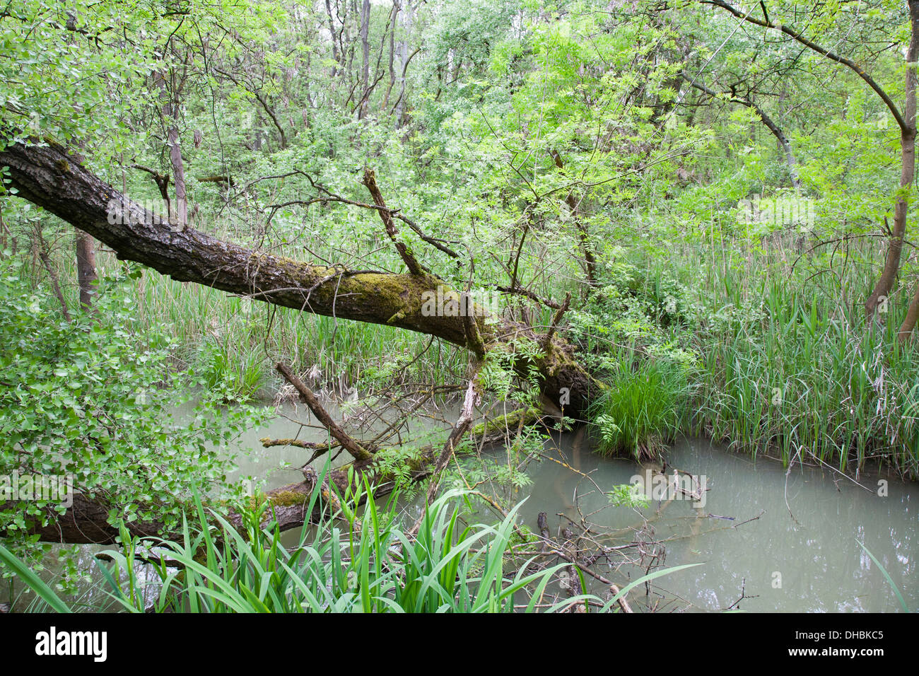 flooded forest of punte alberete, comacchio, ferrara province, po river ...
