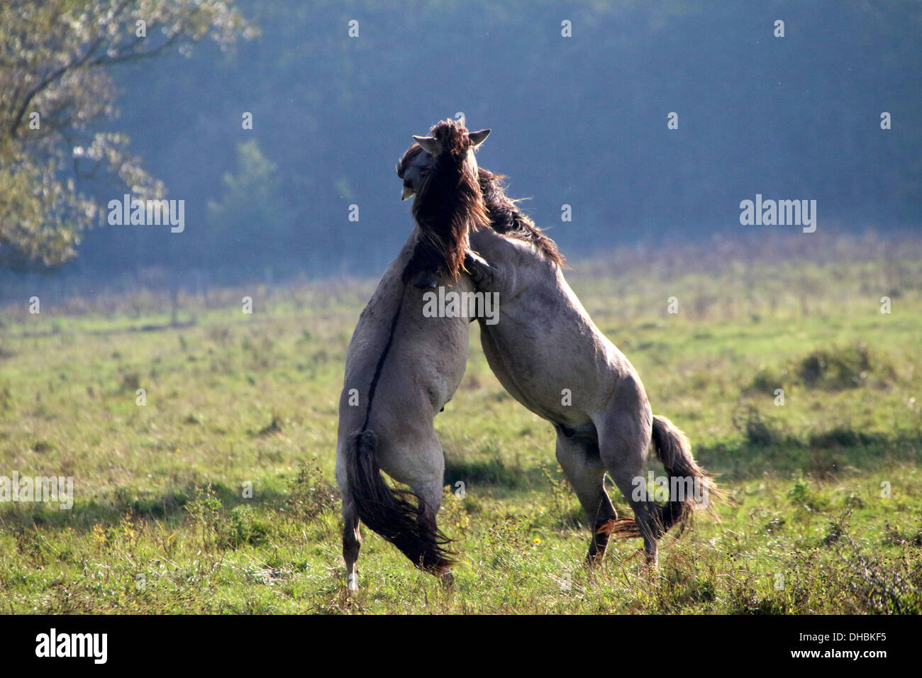 Rearing and fighting male Polish primitive horses a.k.a. Konik Horses ...