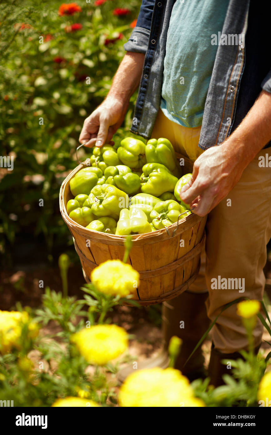 Green bell peppers hi-res stock photography and images - Alamy