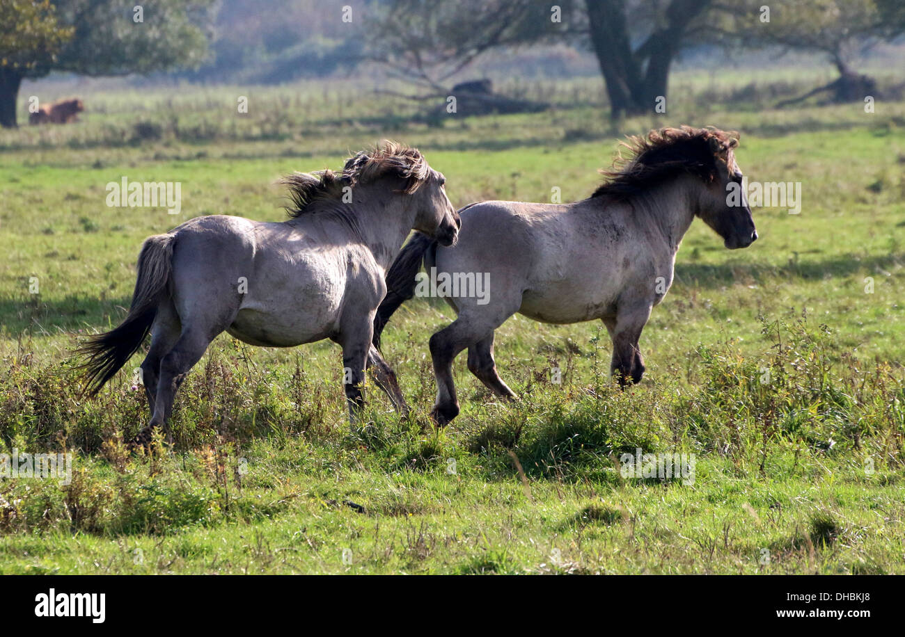 Rearing and fighting male Polish primitive horses a.k.a. Konik Horses ...