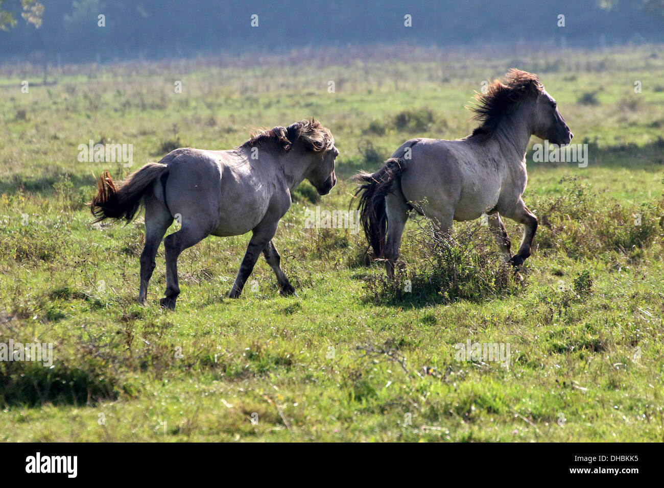 Rearing and fighting male Polish primitive horses a.k.a. Konik Horses ...