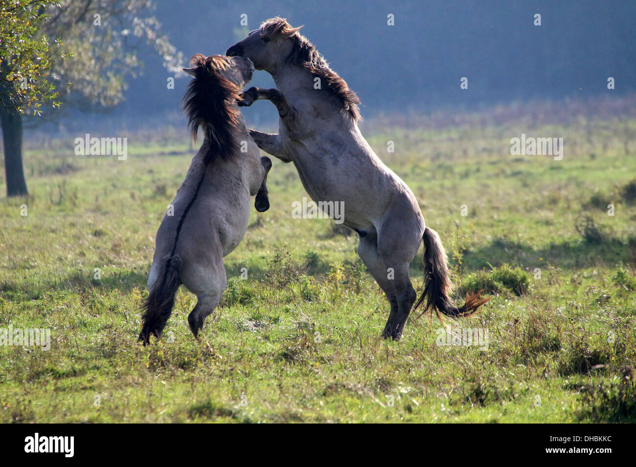 Rearing and fighting male Polish primitive horses a.k.a. Konik Horses ...