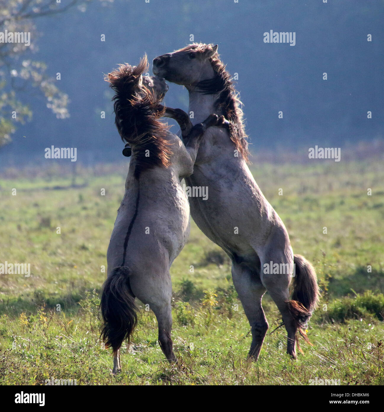 Rearing and fighting male Polish primitive horses a.k.a. Konik Horses ...