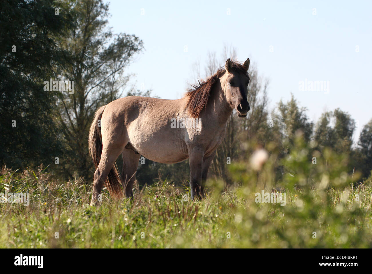 Polish primitive horse in a natural setting Stock Photo - Alamy