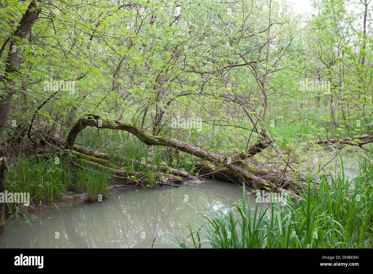 flooded forest of punte alberete, comacchio, ferrara province, po river ...