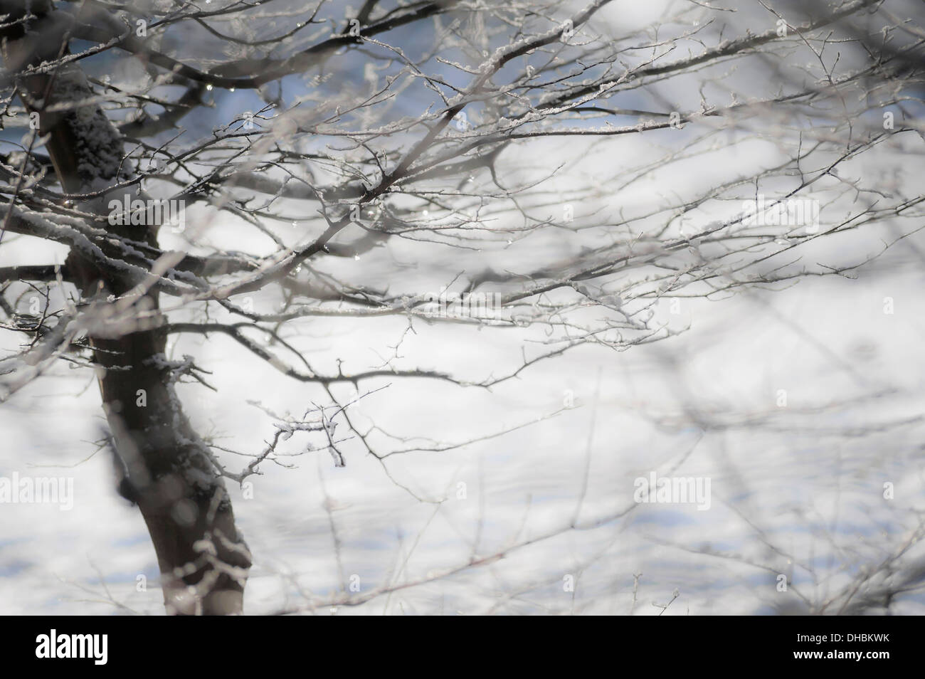 Hornbeam Carpinus Betulus High Resolution Stock Photography and Images ...