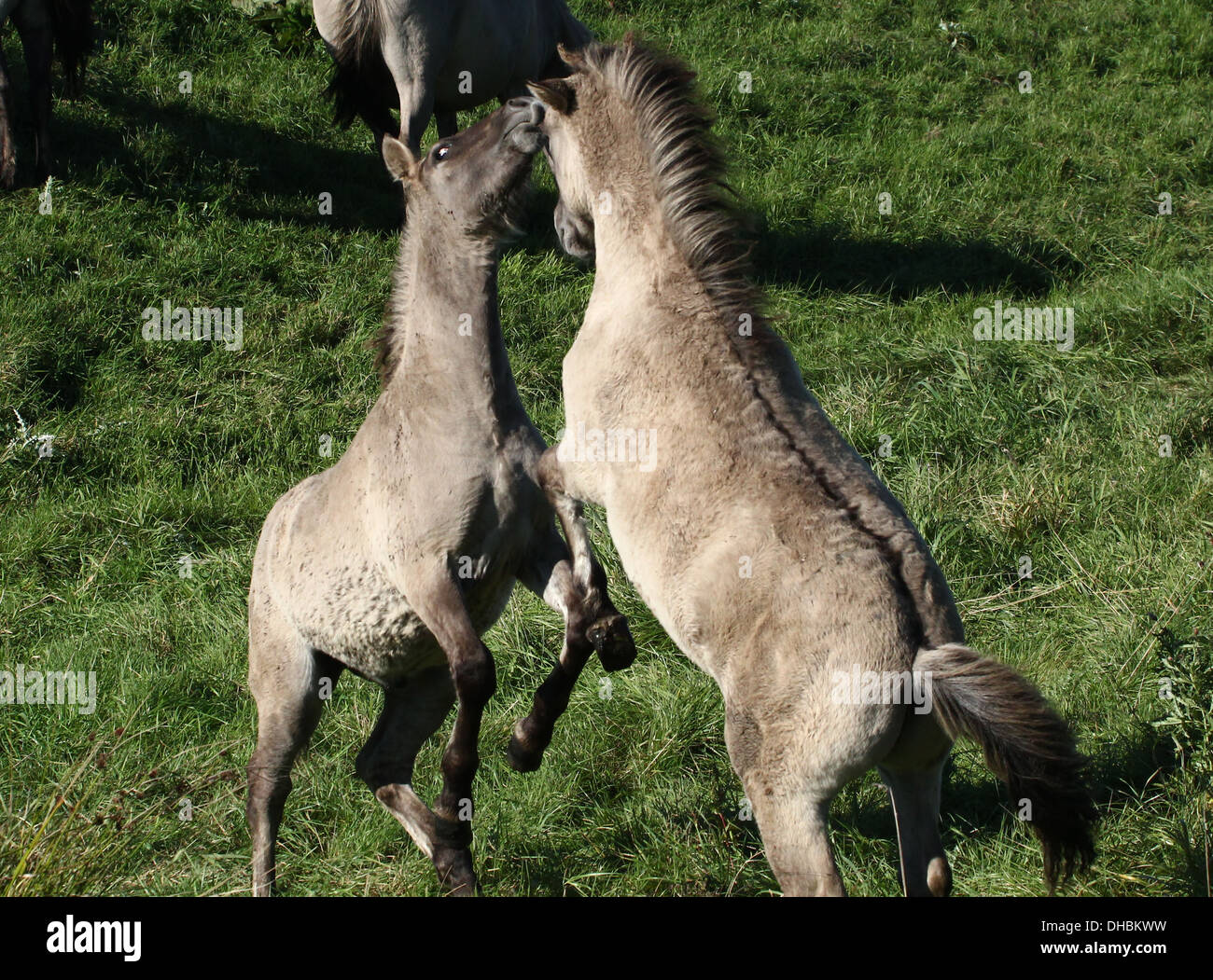 Rearing and fighting male Polish primitive horses a.k.a. Konik Horses ...