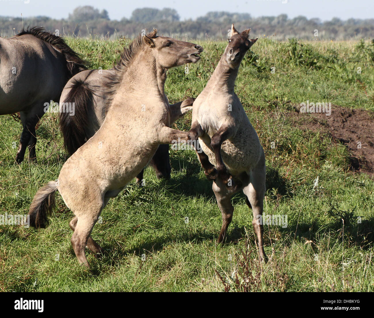Rearing and fighting male Polish primitive horses a.k.a. Konik Horses ...