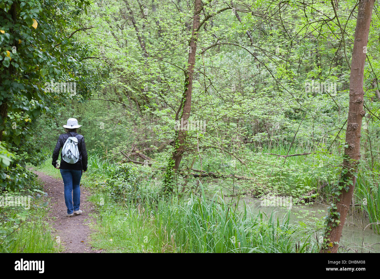 trekking in the flooded forest of punte alberete, comacchio, ferrara ...