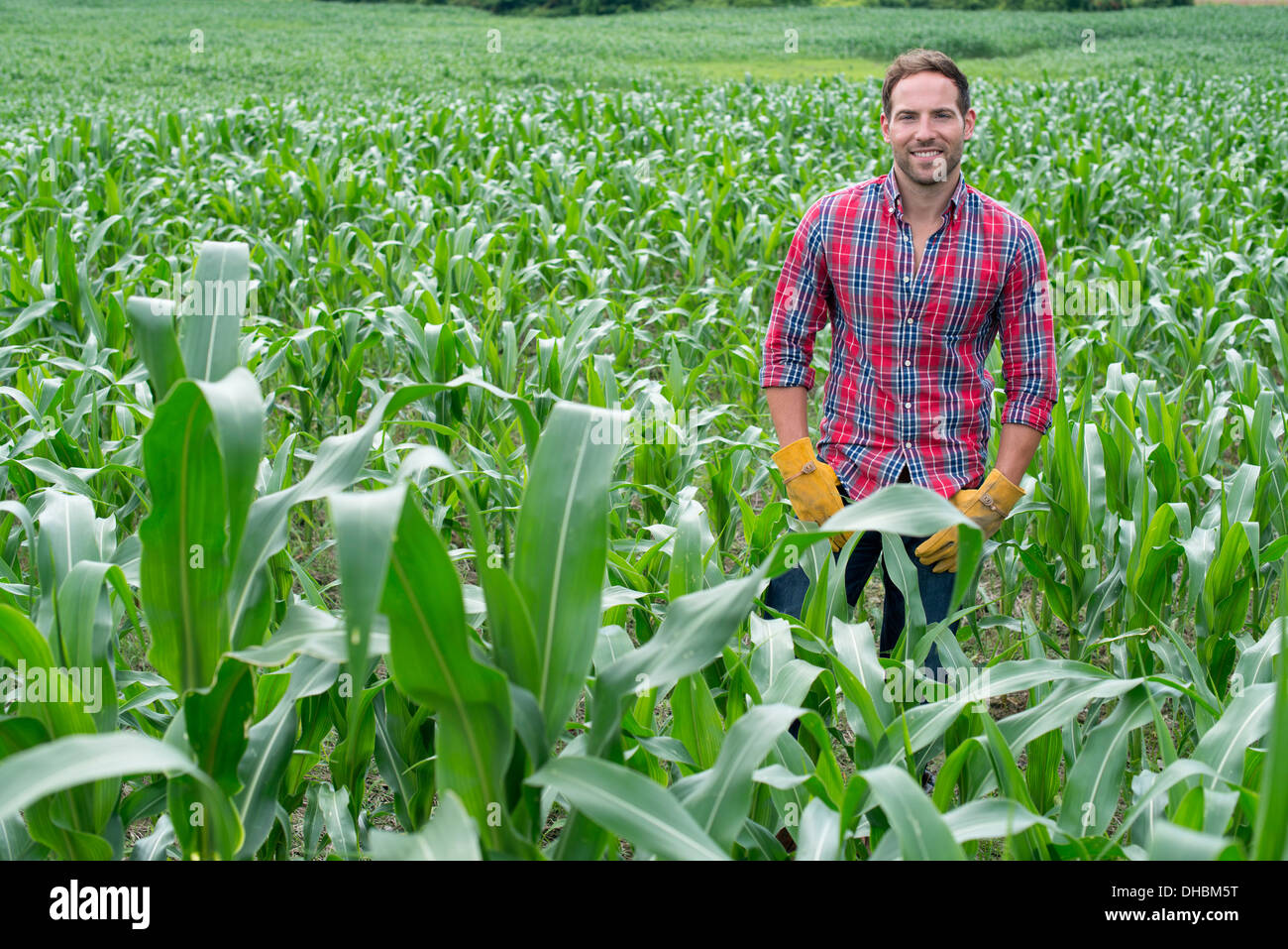 Corn Field Green High Resolution Stock Photography and Images - Alamy