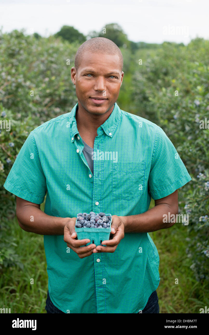 Organic fruit orchard. A man picking blueberries, Cyanococcus, fruit ...