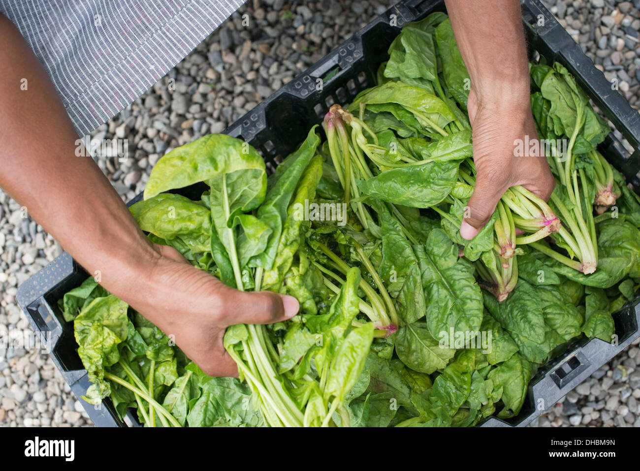 Packing vegetables hi-res stock photography and images - Alamy