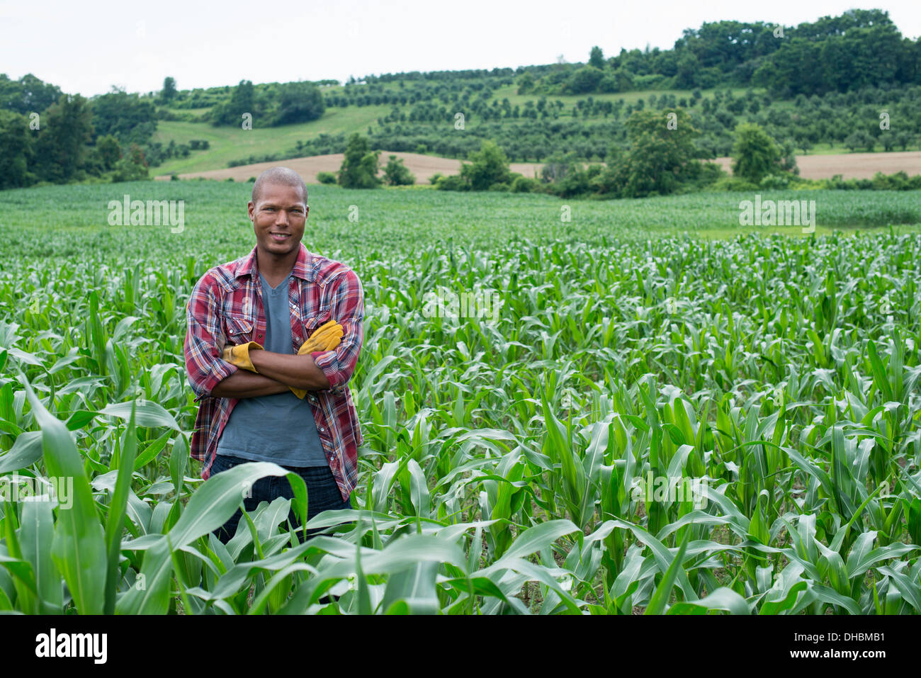 A man standing in a field of corn, on an organic farm Stock Photo - Alamy