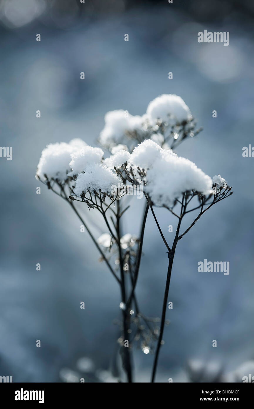 Yarrow, Achillea, dead flowerrheads covered in snow against a dappled ...