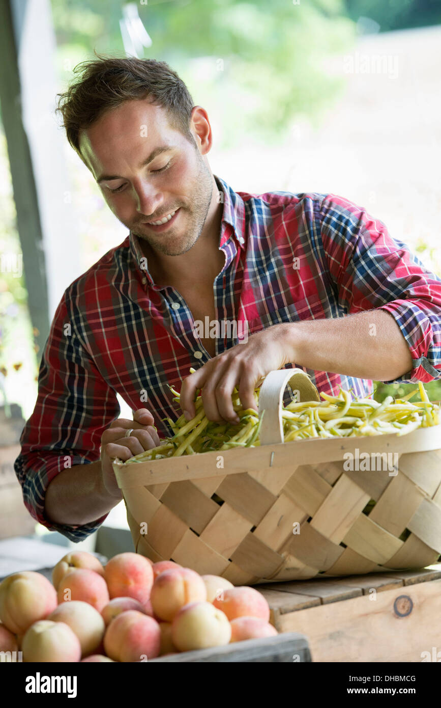 A farm stand with fresh organic vegetables and fruit. A man sorting ...