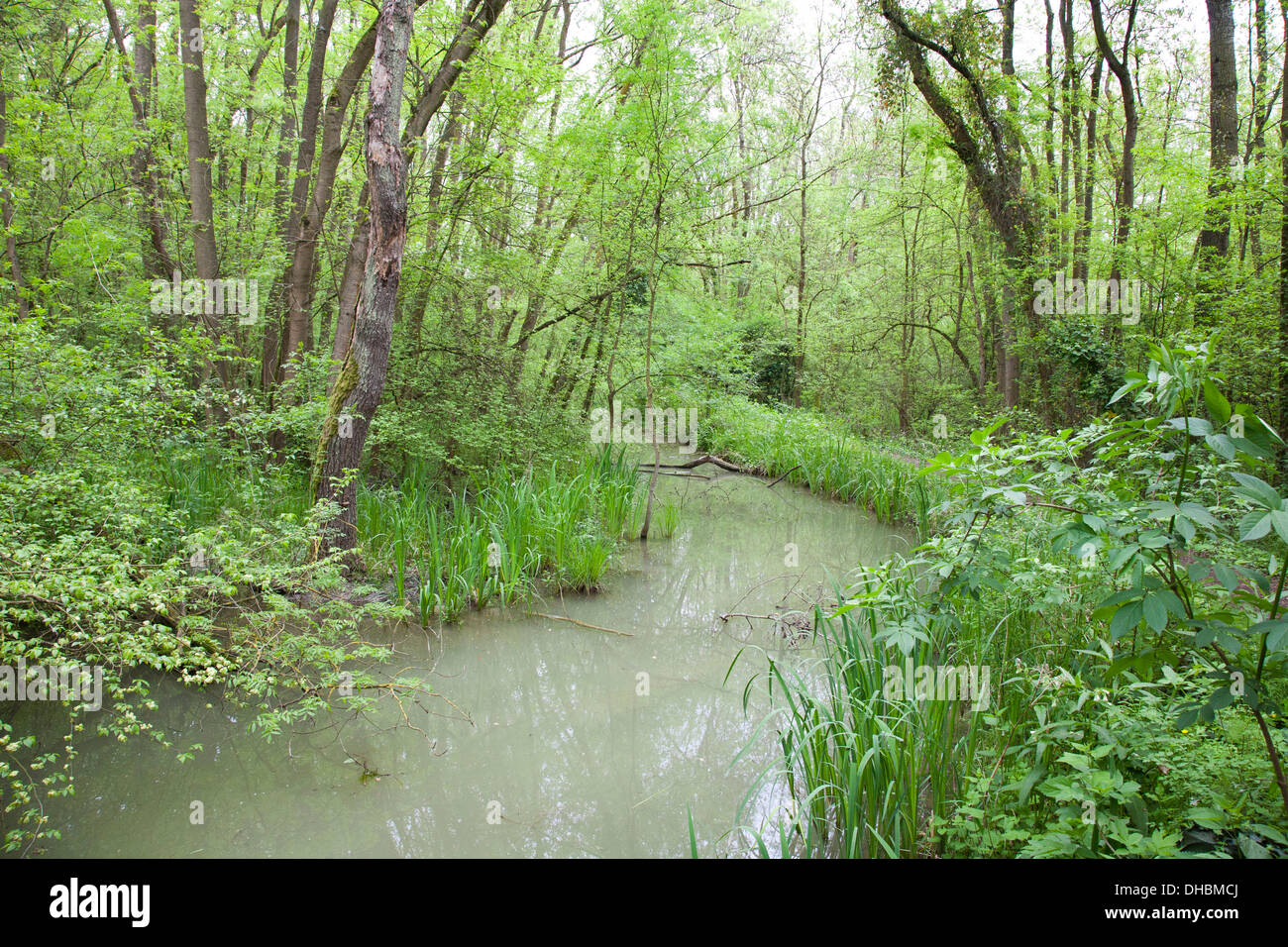 flooded forest of punte alberete, comacchio, ferrara province, po river ...