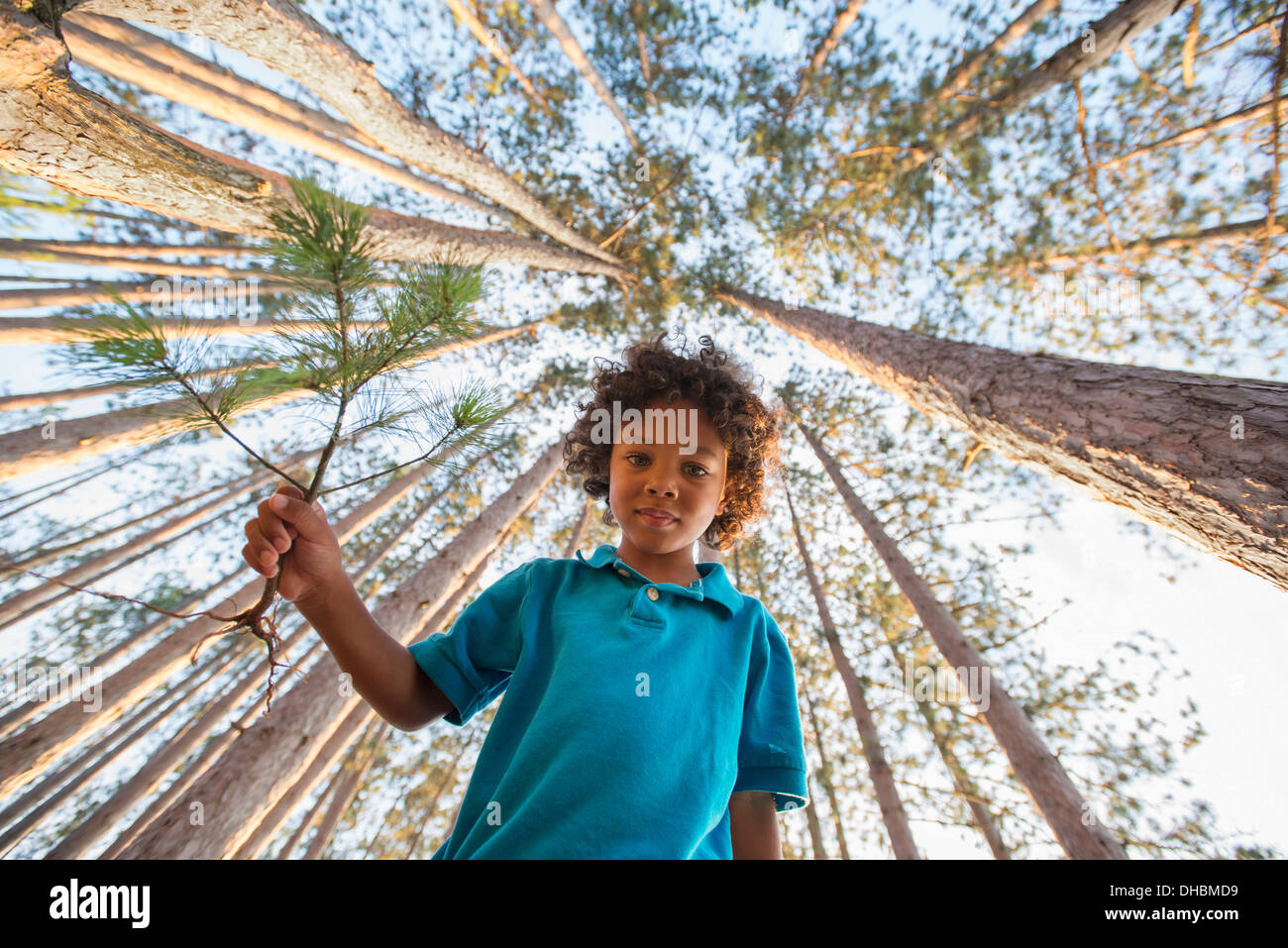 Trees on the shores of a lake. A child standing among the trees Stock ...