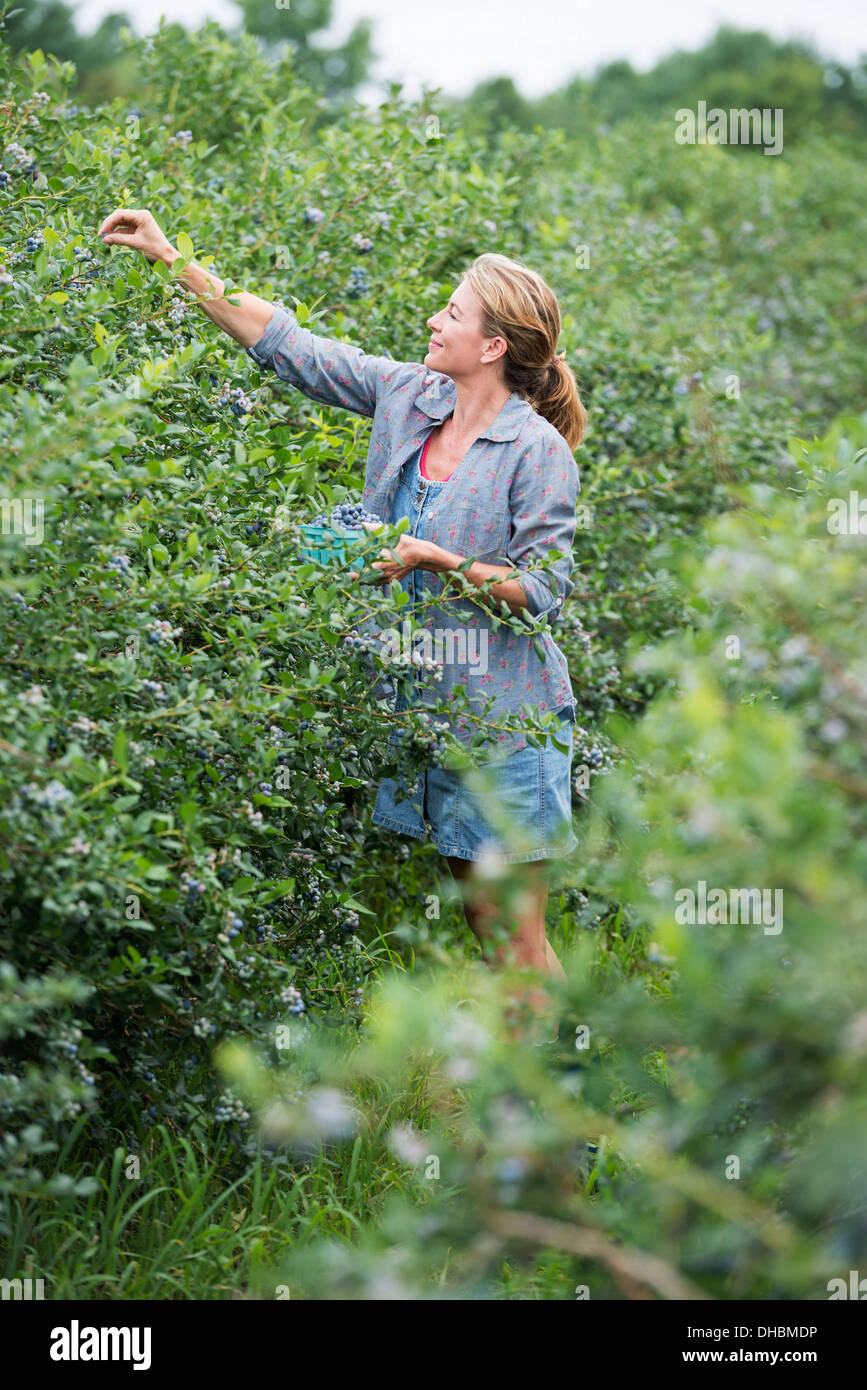 Woman picking fruit america hi-res stock photography and images - Alamy