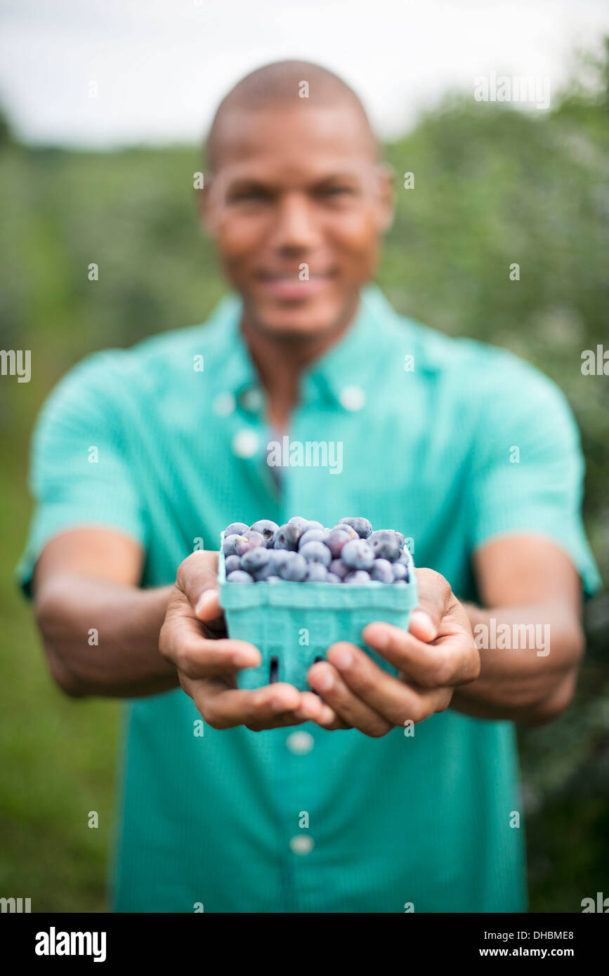 Organic fruit orchard. A man picking blueberries, Cyanococcus, fruit ...