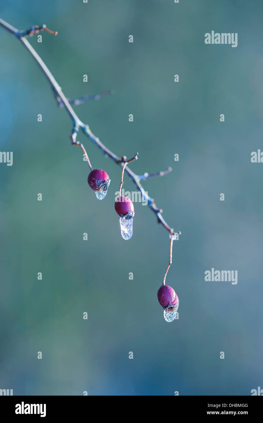 Hawthorn Crataegus laevigata Three berries or 'haws' on a twig with ...