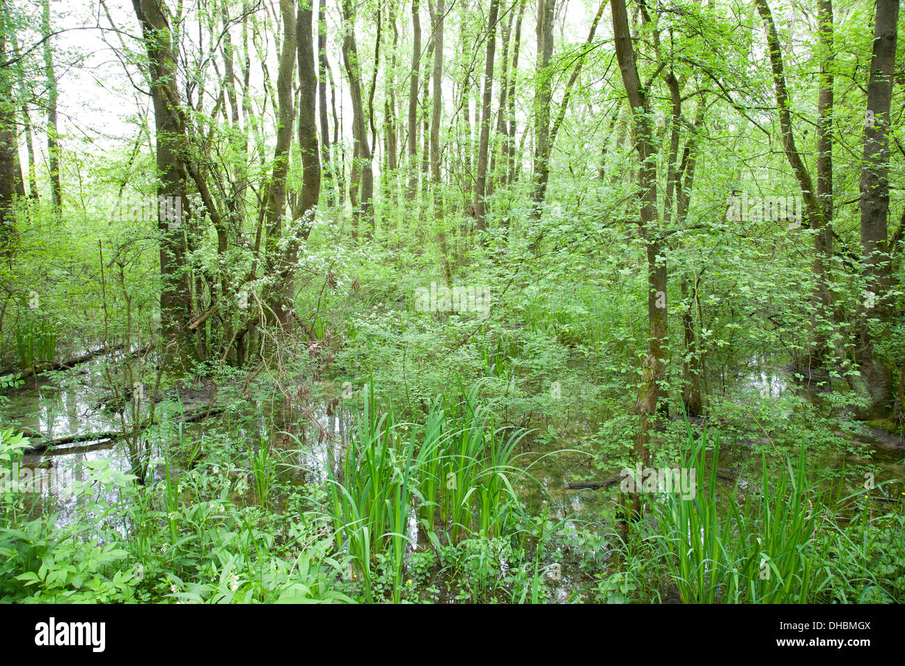flooded forest of punte alberete, comacchio, ferrara province, po river ...