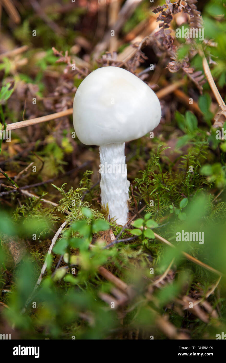 Amanita virosa fungus commonly known as the European destroying angel ...