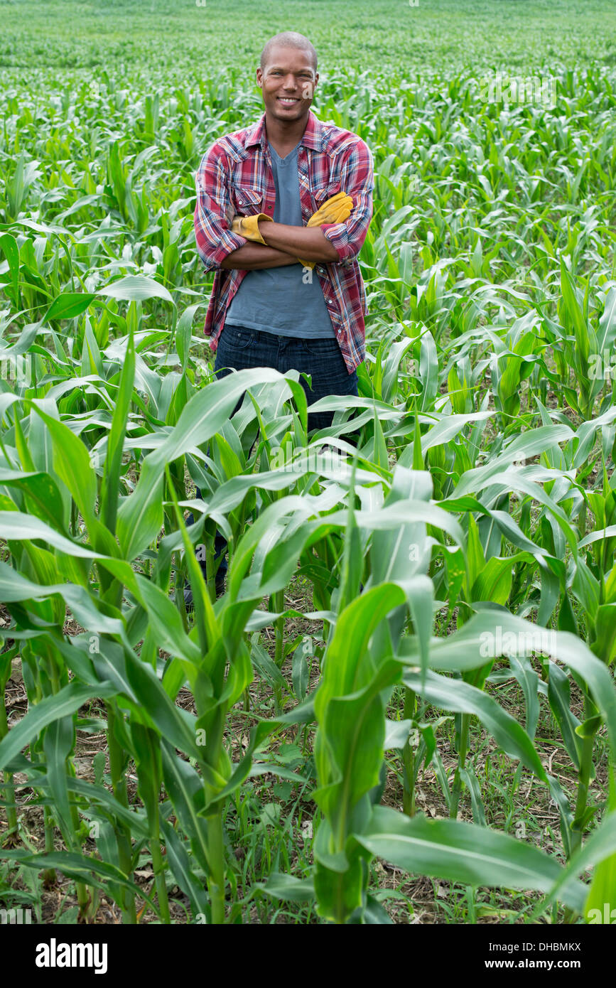 Farmers In A Corn Field