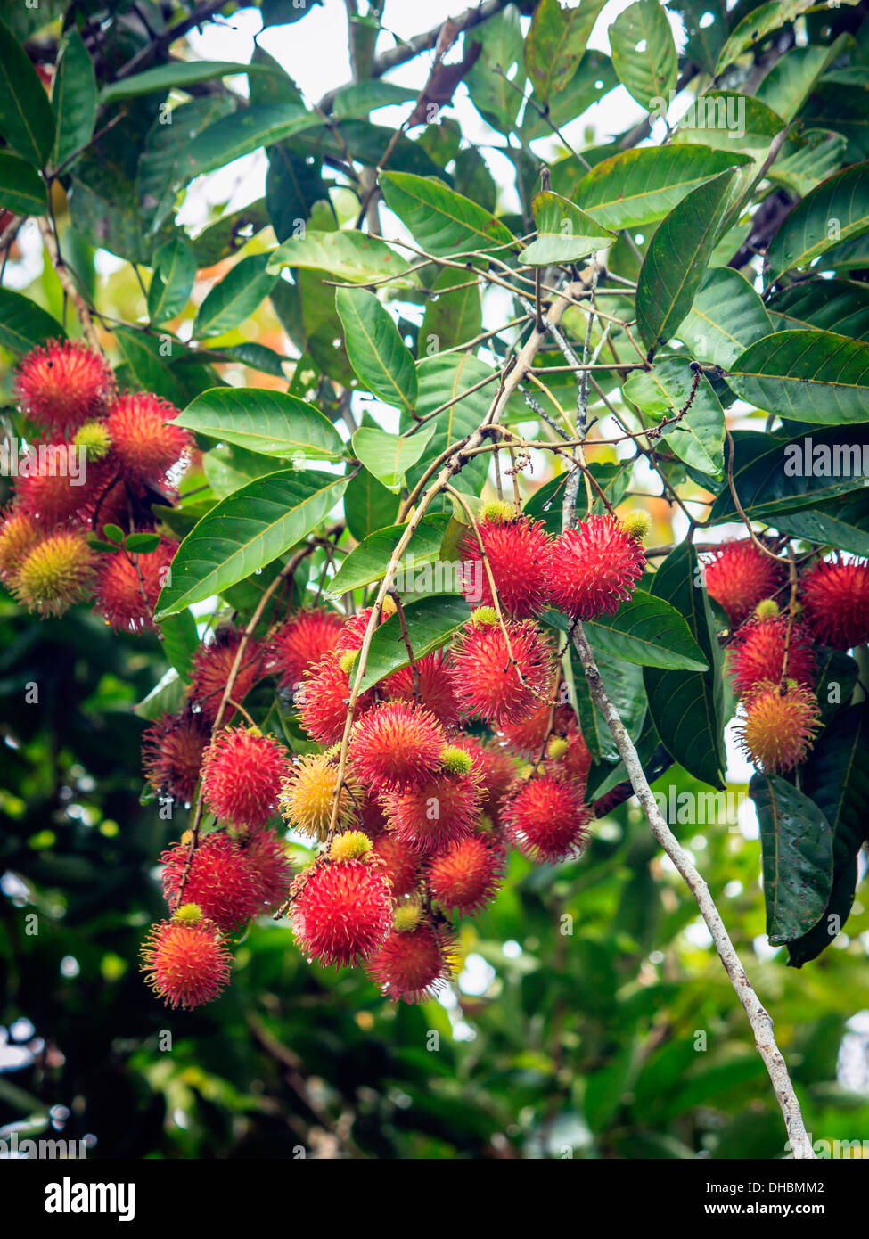 Fresh organic rambutan on tree in Chanthaburi, Thailand Stock Photo - Alamy
