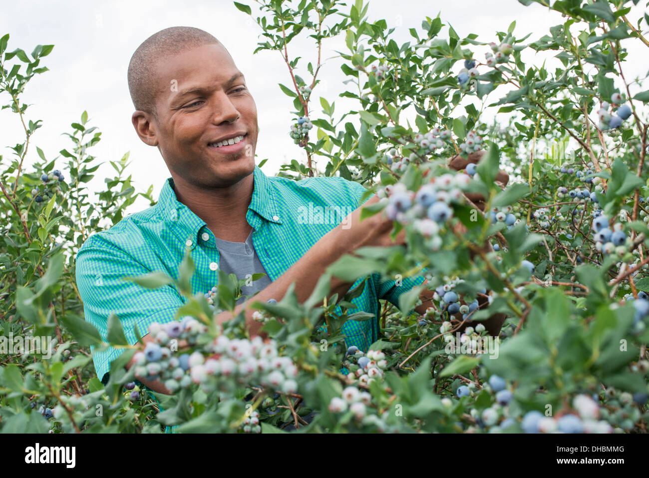 Organic fruit orchard. A man picking blueberries, Cyanococcus, fruit ...