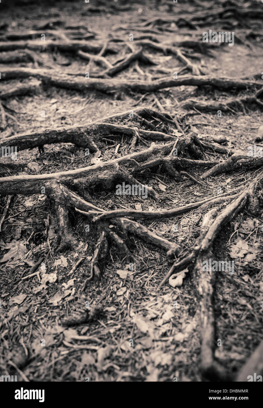 Tree roots covering the ground in dark and spooky forest Stock Photo ...