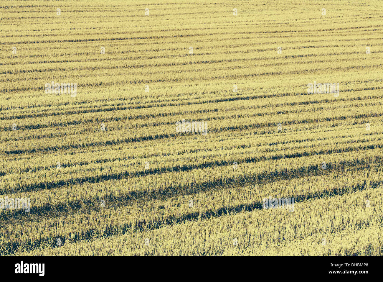 Prairie Grassland Of Washington