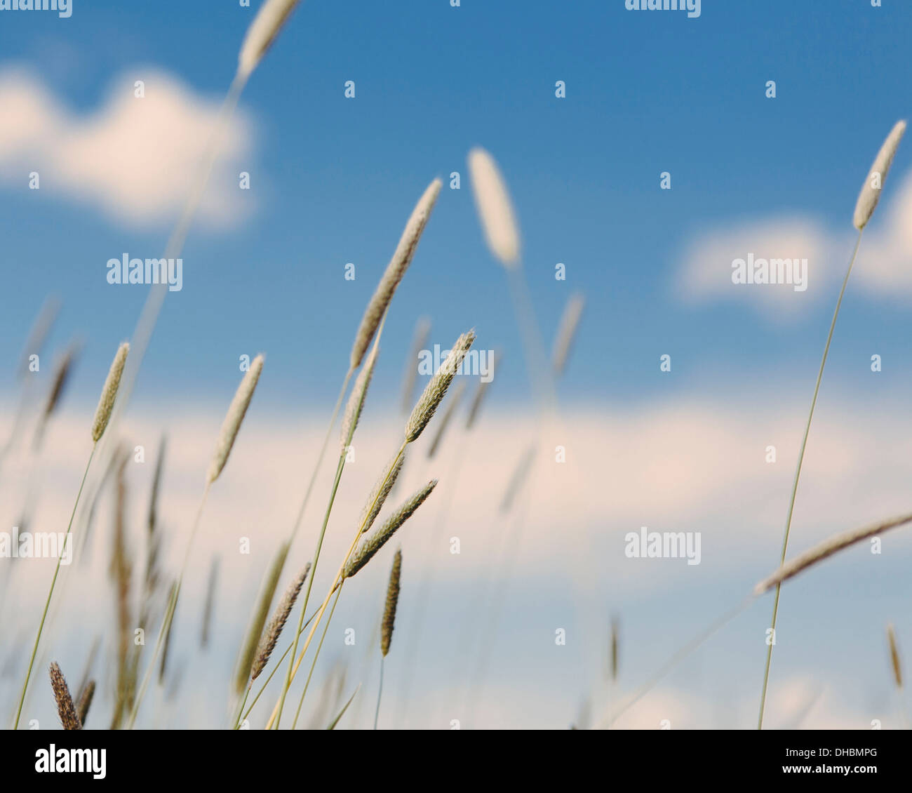 Wild grasses hi-res stock photography and images - Alamy