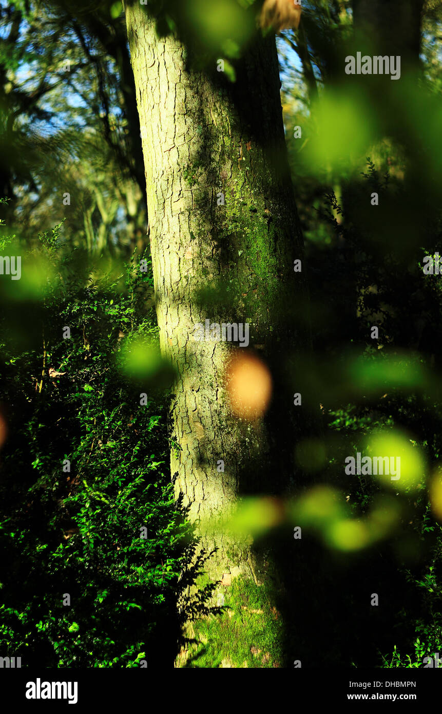 Tree trunk with leaves hi-res stock photography and images - Alamy